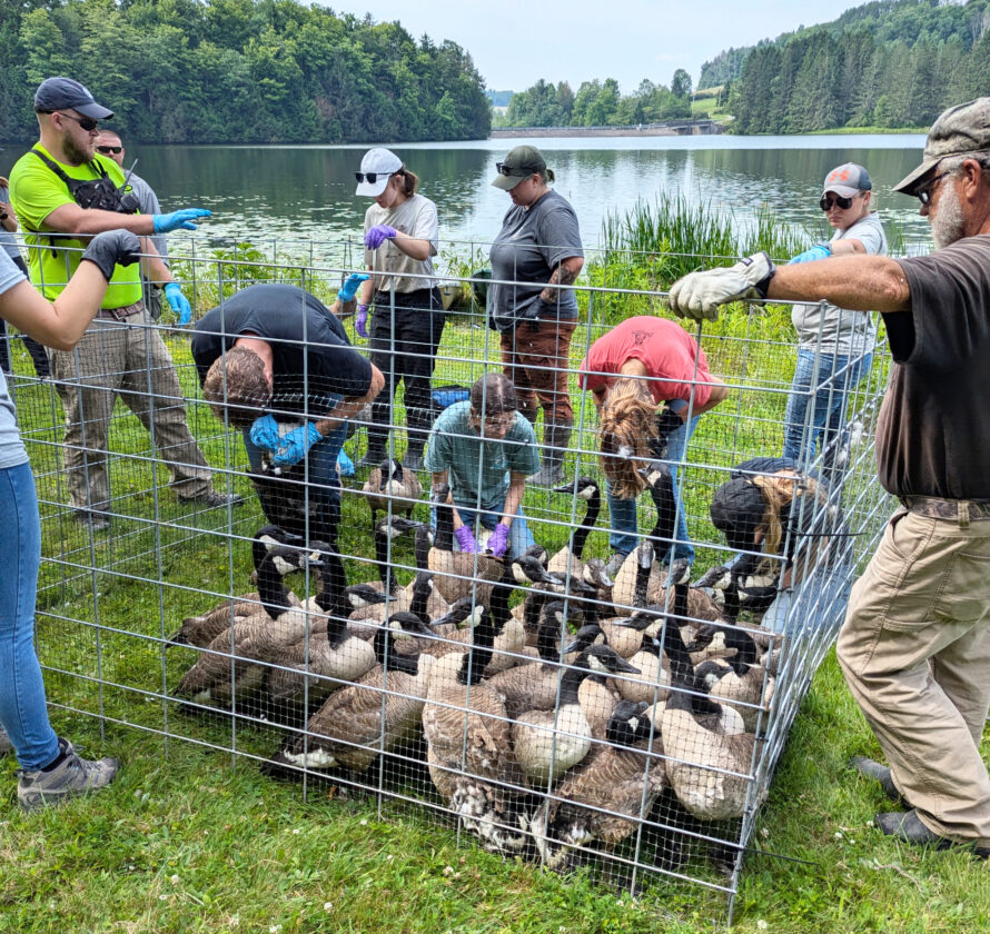 Bird banding by PGC provides a lot of valuable data to study | News ...